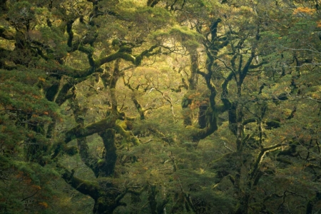 Capture the Enchantment: Tips for Stunning Forest Photography - Jim ...